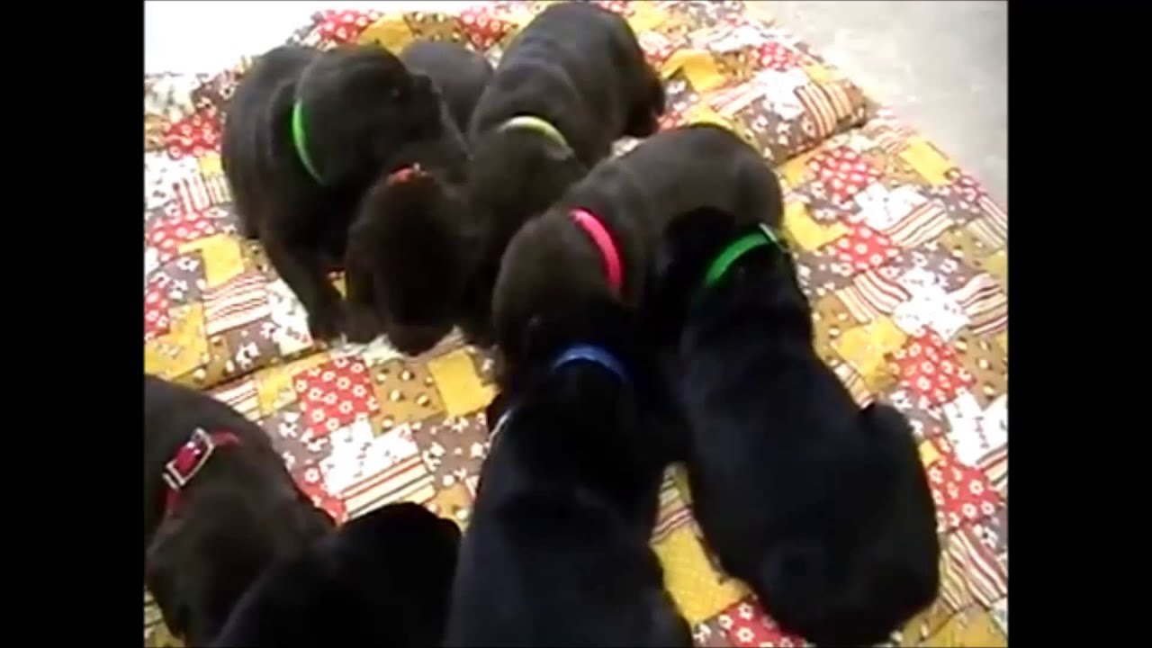 101 LABRADOR RETRIEVERS - YouTube