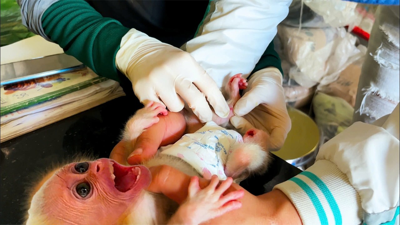 KaKa felt pain in his leg so his father took the baby monkey to the ...