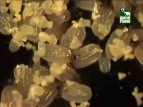 Los ácaros. Video de Animal Planet - YouTube