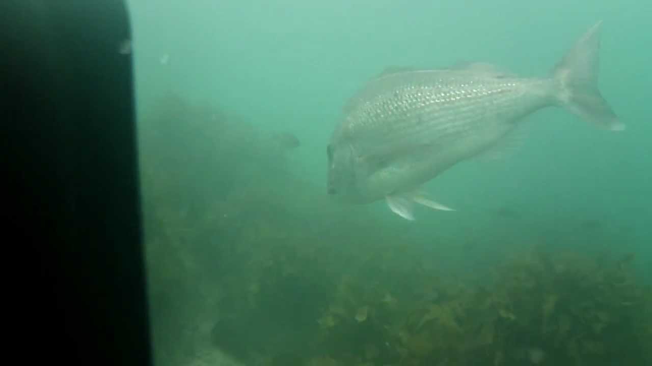 Goat Island Massive Snapper - YouTube