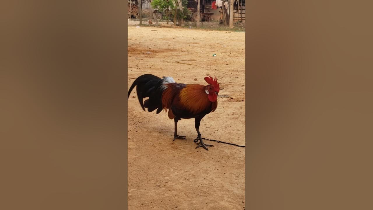 qaib qua zoo - YouTube