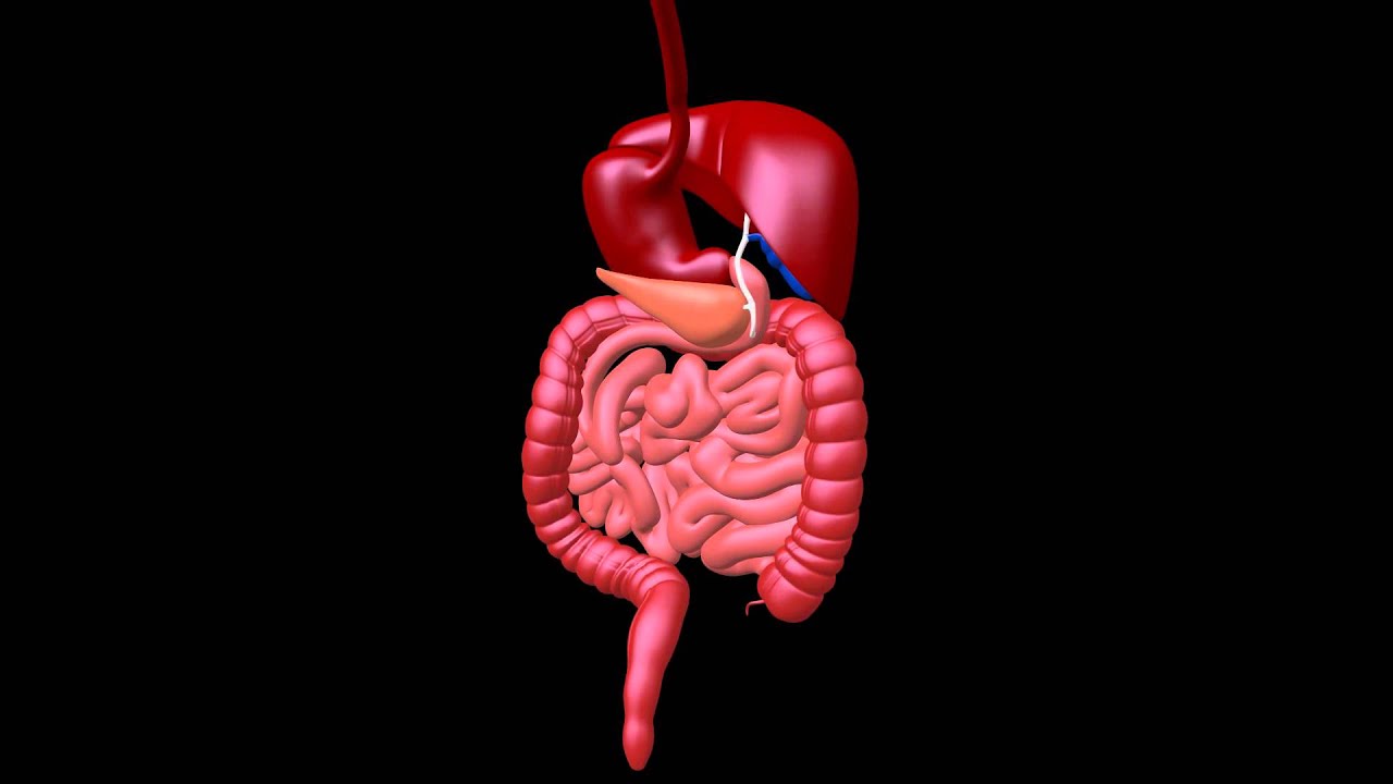 Human Digestive system intestine closeup view - YouTube