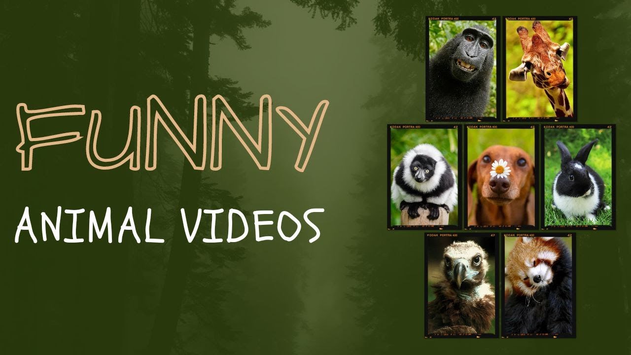 😍 THE BEST CUTE AND FUNNY ANIMAL VIDEO 😍! - YouTube