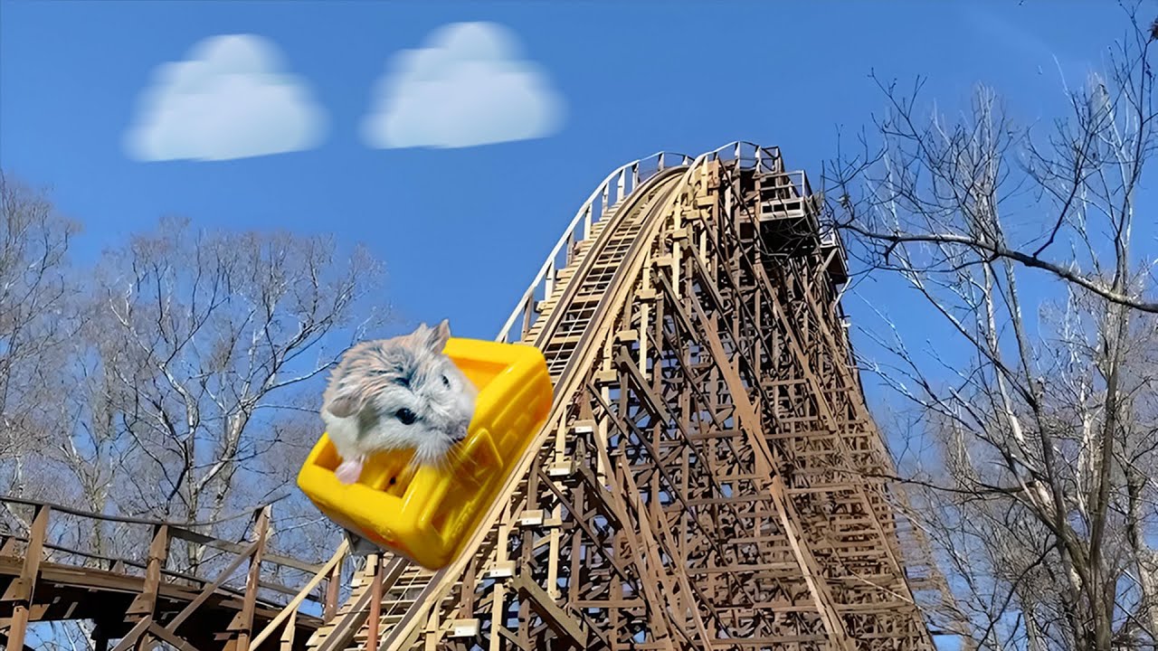 Winter Hamster in Roller Coaster The First Hill Roller Coaster ...