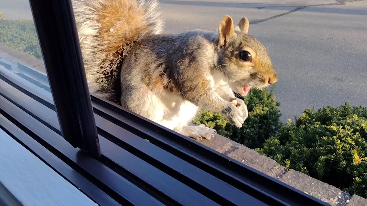 Squirrel chokes eating peanuts too fast - YouTube