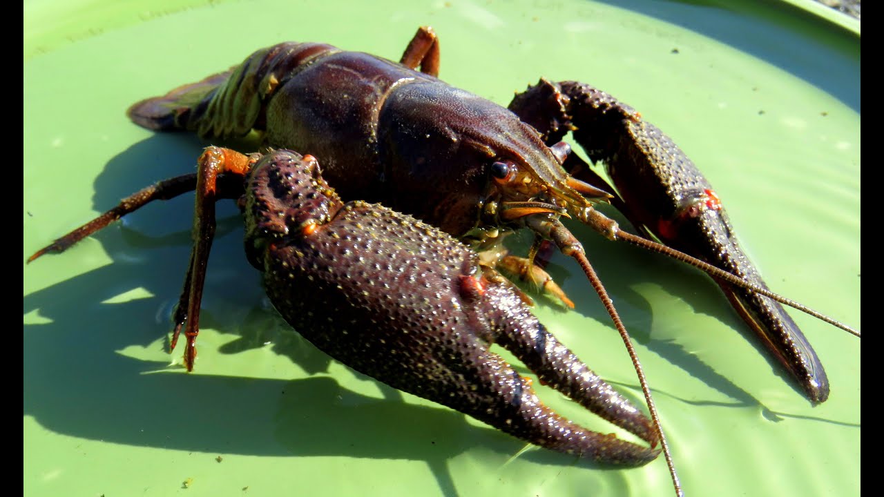 *FRESHWATER CRAYFISH* Europæisk Flodkrebs // Fanget i Blue Rock P&T i ...