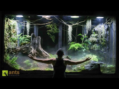 I Built a Giant Cloud Rainforest Vivarium