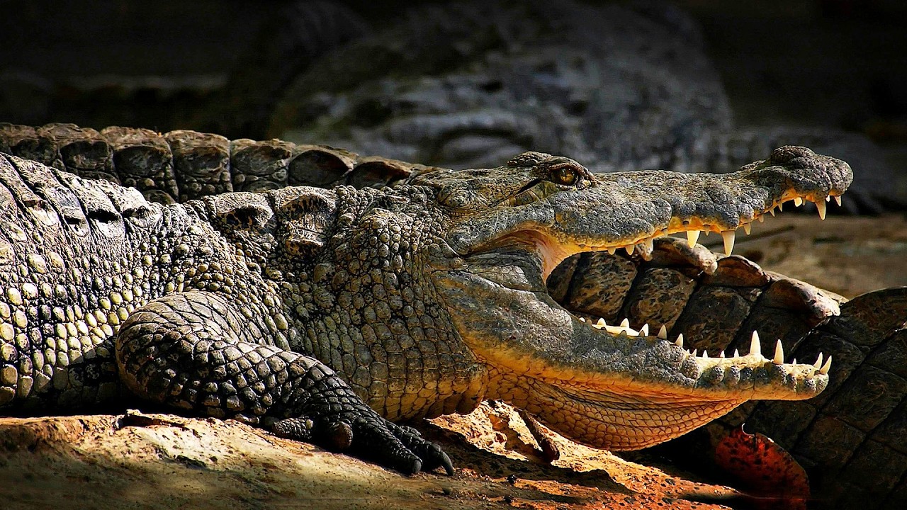 Massive Alligator: Wildlife Rescue in Action | Our World - YouTube