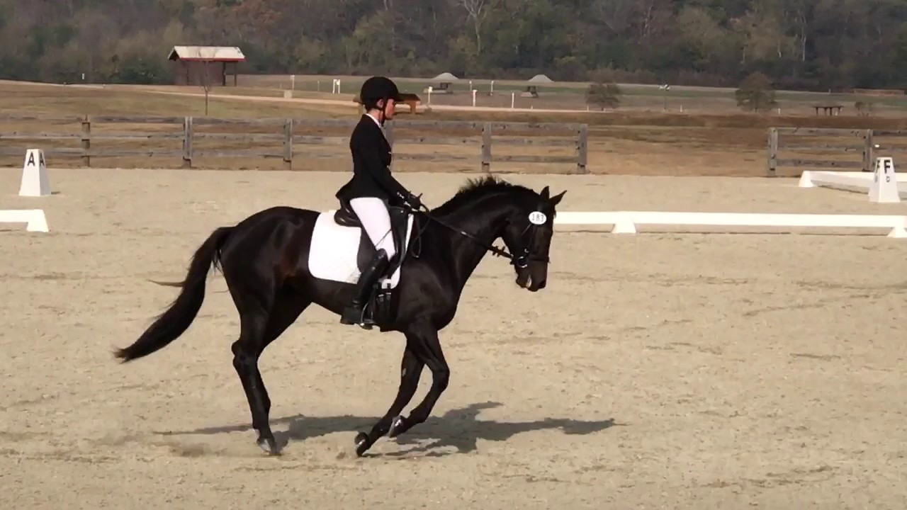 Haute Couture, Novice Eventing Dressage Test - YouTube