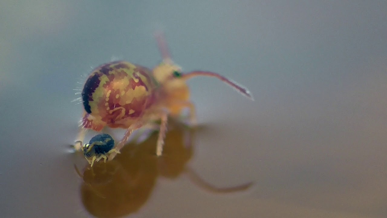 Globular springtails. Kugelspringer - YouTube