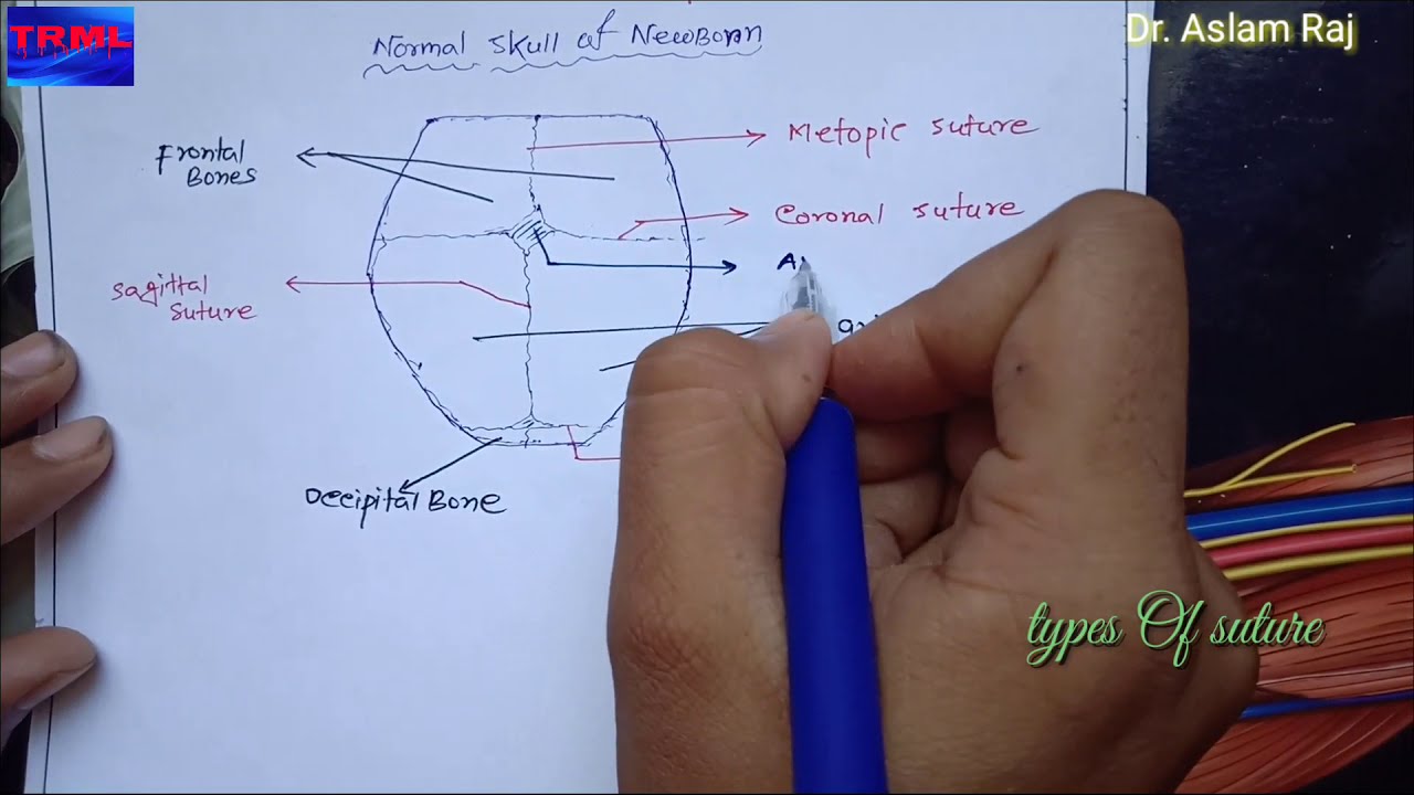 Types of sutures in the Brain - YouTube