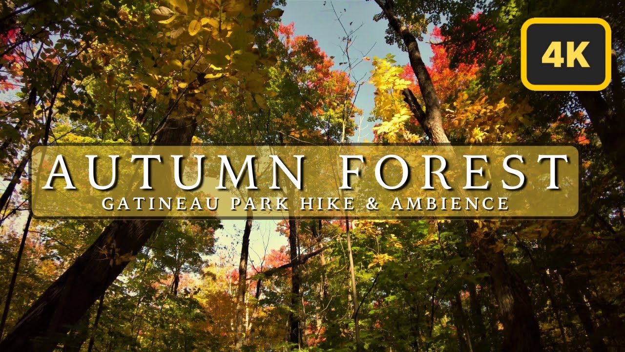 AUTUMN FOREST - 4K Deep Woods Off-Trail Hiking in Gatineau Park ...