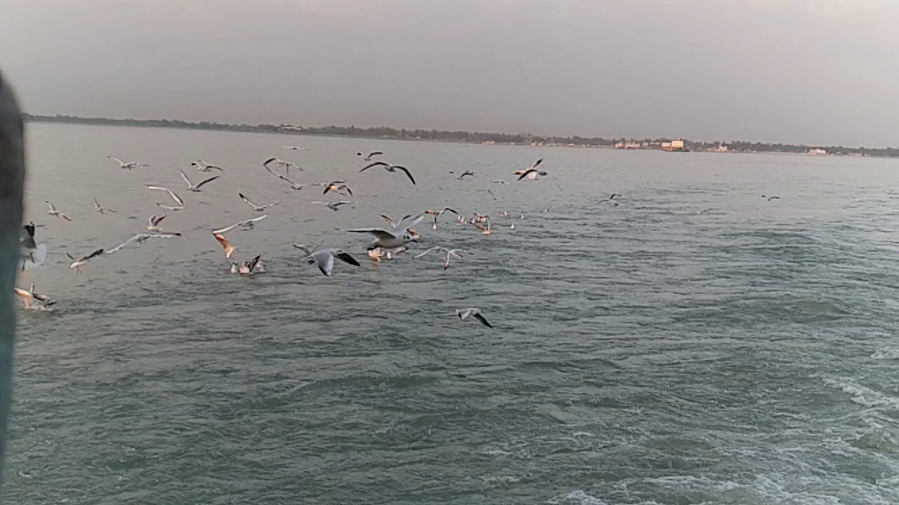 Birds flying with super slow motion. - YouTube
