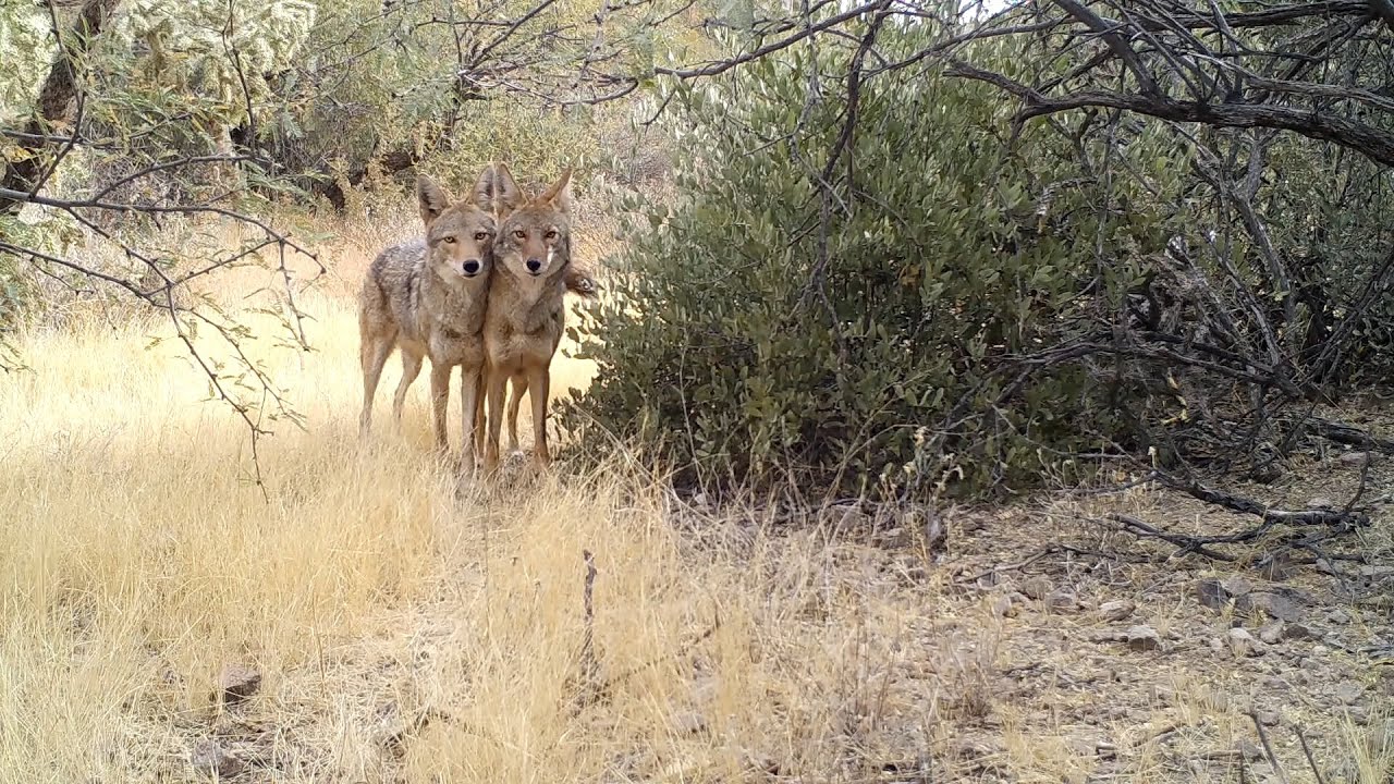 Coyote pair play behavior - YouTube