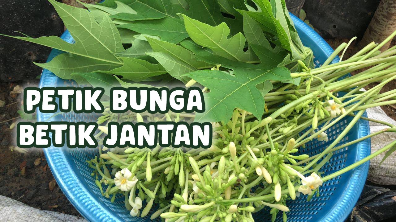 PETIK BUNGA BETIK JANTAN - YouTube