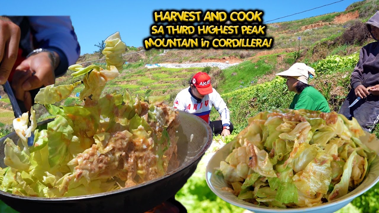Harvesting fresh LETTUCE and CABBAGE in Atok Benguet! | OITDOOR COOKING ...