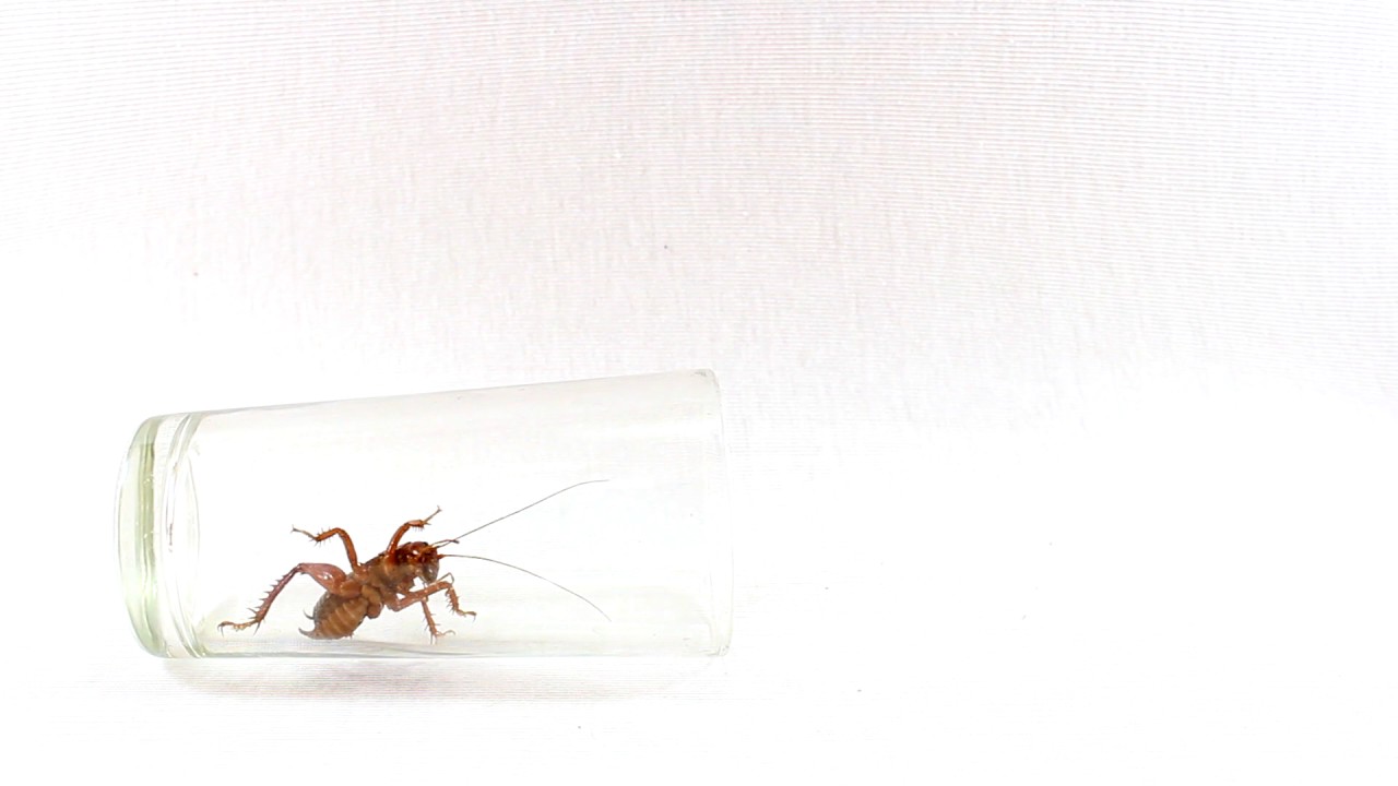Cockroach Inside The Glass Royalty Free Footage - YouTube