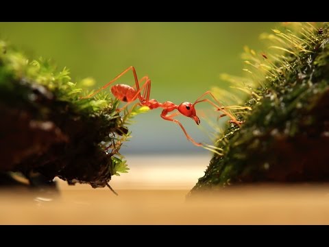 Film Pesona Dunia Semut - YouTube