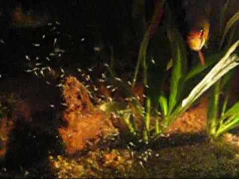 Reproduction Ramirezi 281208 002 avi - YouTube