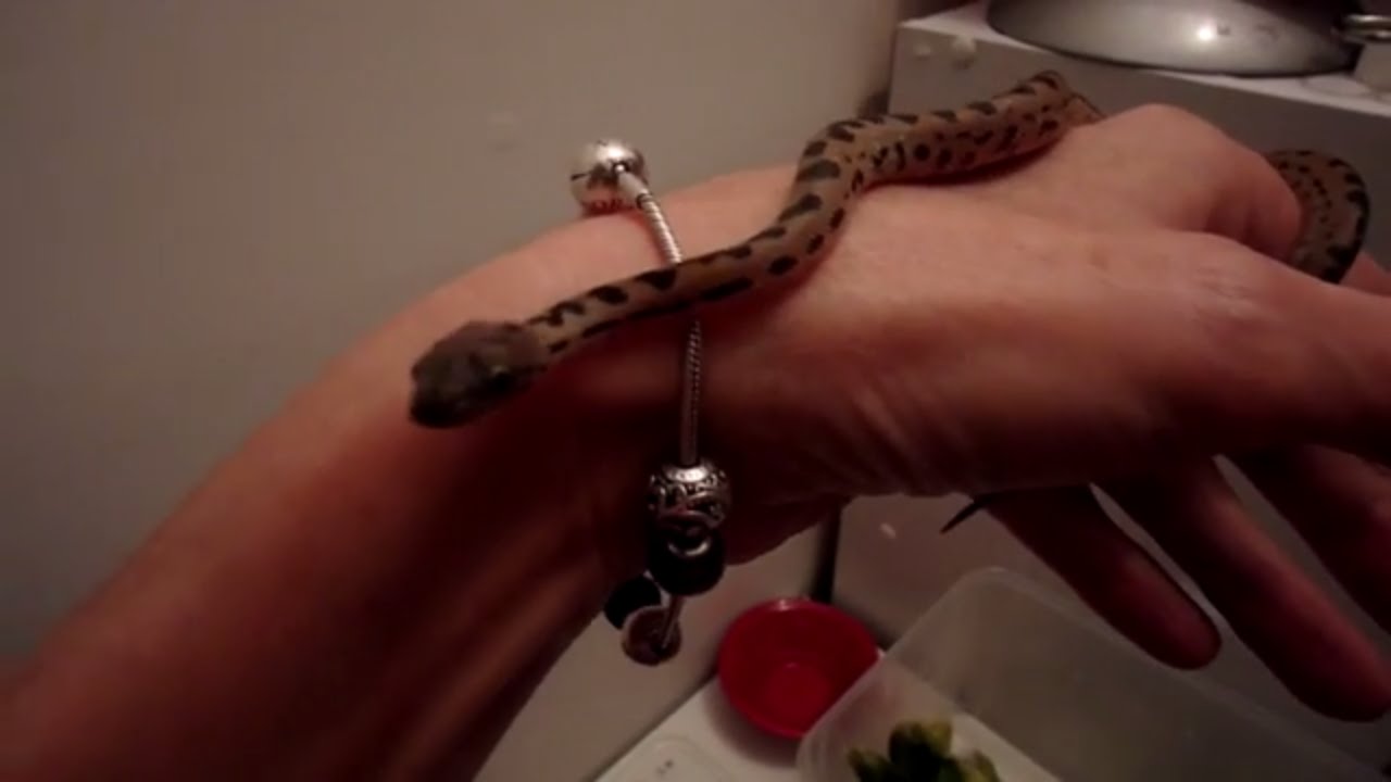 My Blonde Spotted Baby Snake Has Arrived - YouTube