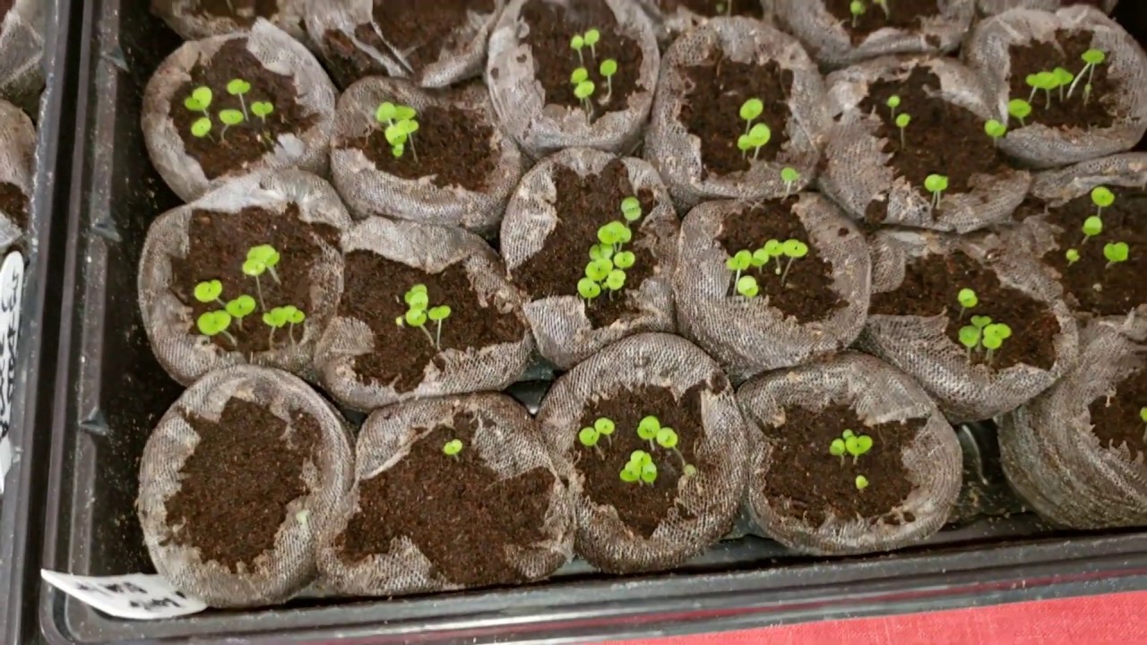 LET THE COLEUS GERMINATION BEGIN!!! Jim's Wholiest of Coleus 2019 ...