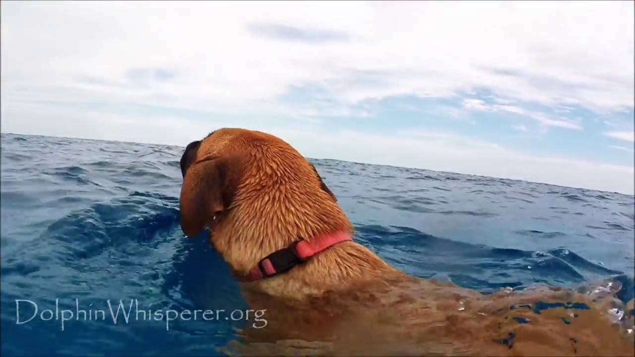dog sees wild dolphine - YouTube