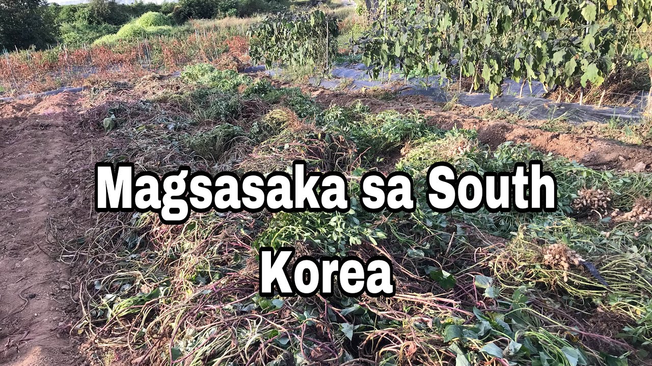 Magsasaka sa South Korea - YouTube