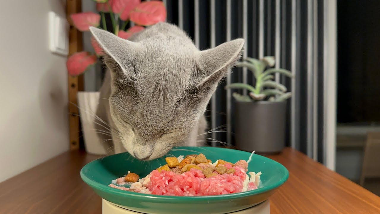 Cat eating raw food ASMR - YouTube