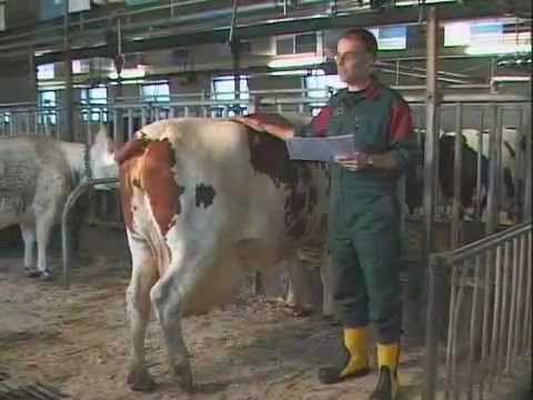 Holdvurdering av NRF-kyr, Ku 6, video 7 av 9 - YouTube