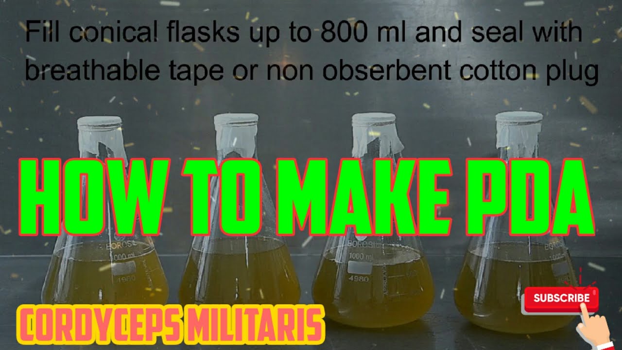 How to prepare PDA for Cordyceps Militaris Cultivation - YouTube