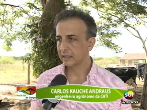 Programa CATI Leite - Notícias do Campo - 18-03-2013 - YouTube