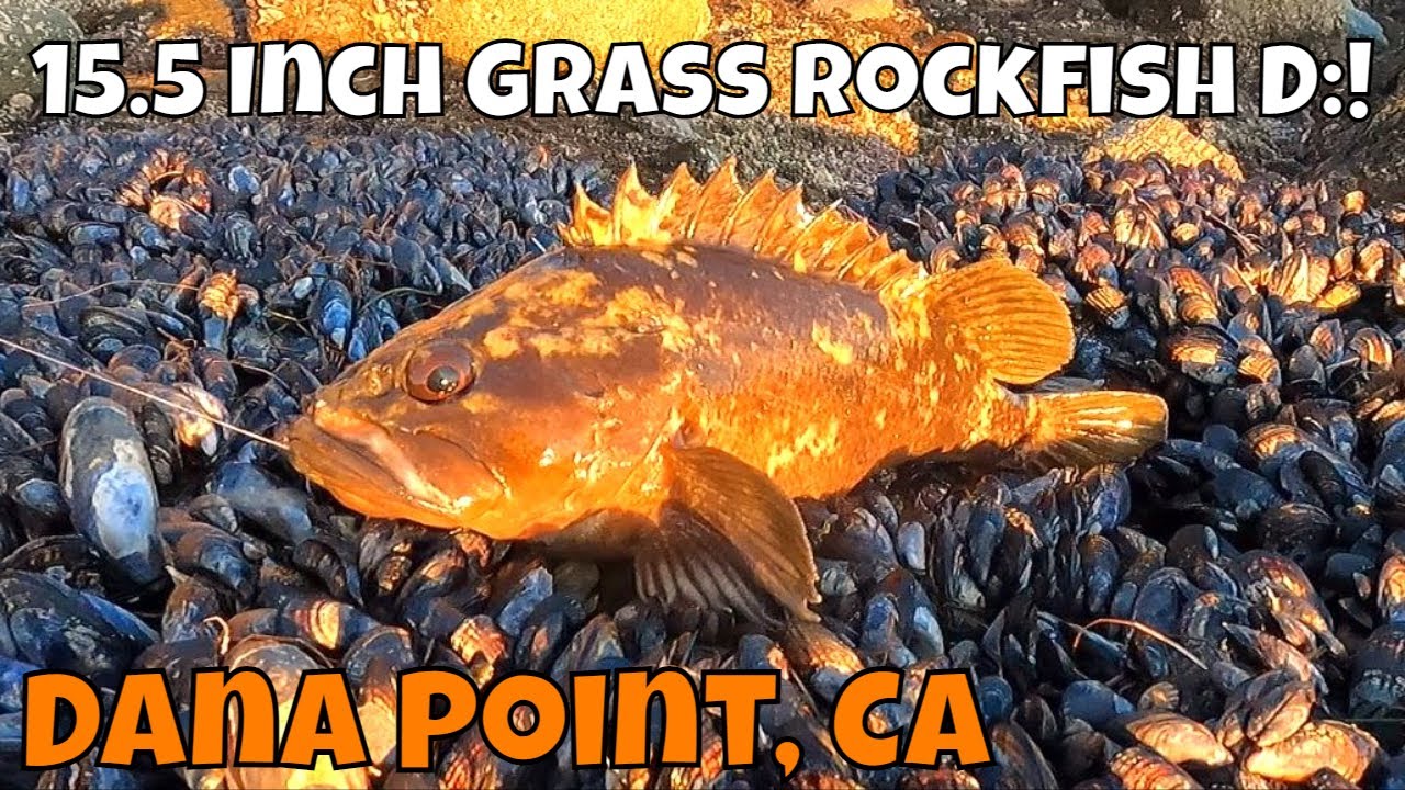 HOW INSANE IS FISHING IN DANA POINT RIGHT NOW?! D: FT. Jesse - YouTube