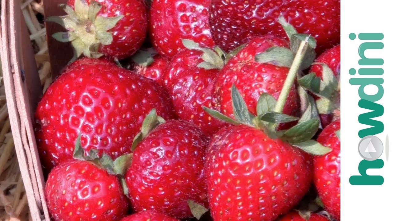 How to harvest strawberries - YouTube
