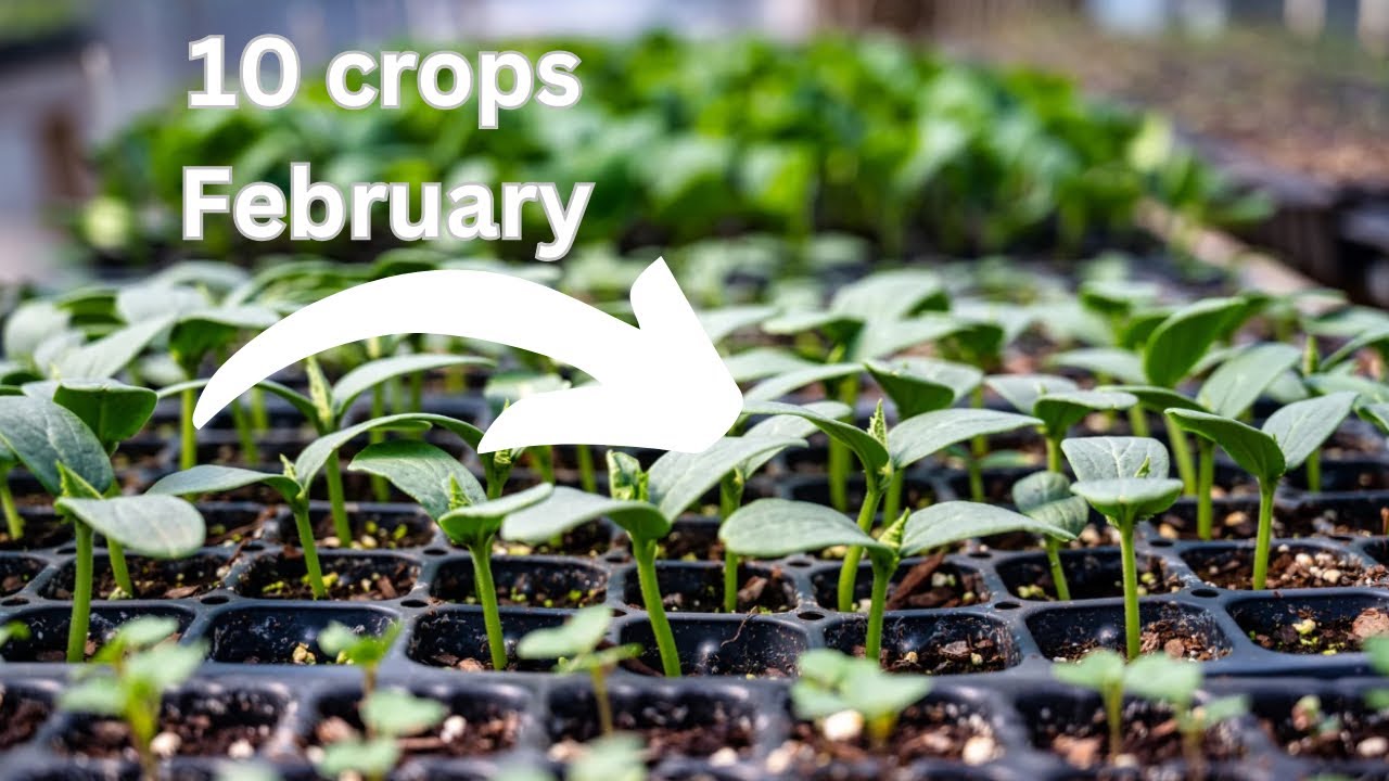 10 must grow crops for February: Boost your gardens success - YouTube