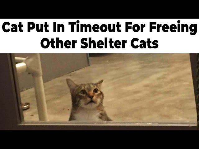 Receding Hairline Cat Meme - Infoupdate.org