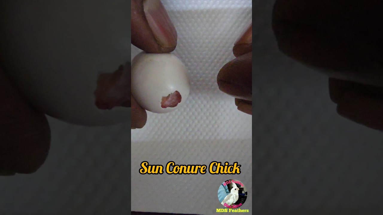 Sun Conure Chick hatch manually @mdsfeathers4715 #petbirds #birds # ...