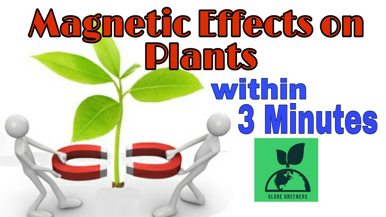 Magnetic Effect on Plants in 3 minutes | Globe Greeners | See what ...