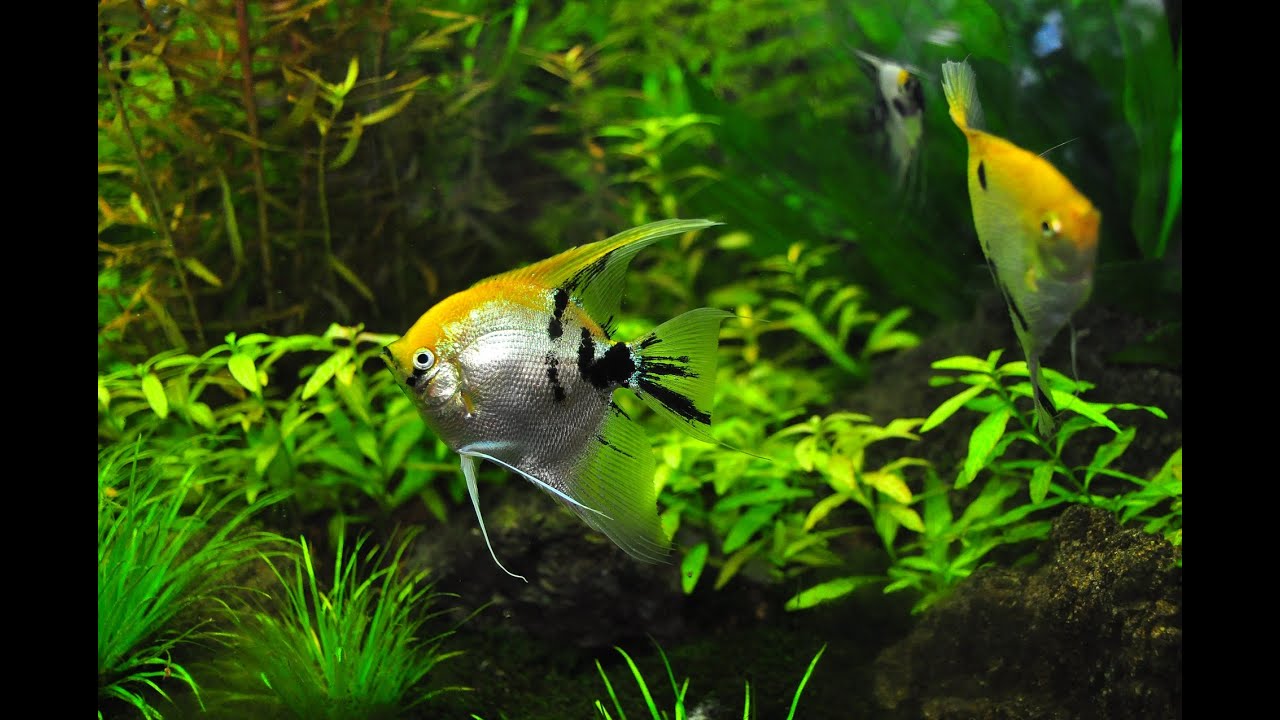 Relaxing Aquarium Fish, Coral Reef Fish Tank & Relax Music 1080p HD ...