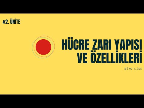 HÜCRE ZARI YAPISI VE ÖZELLİKLERİ YKS# 19