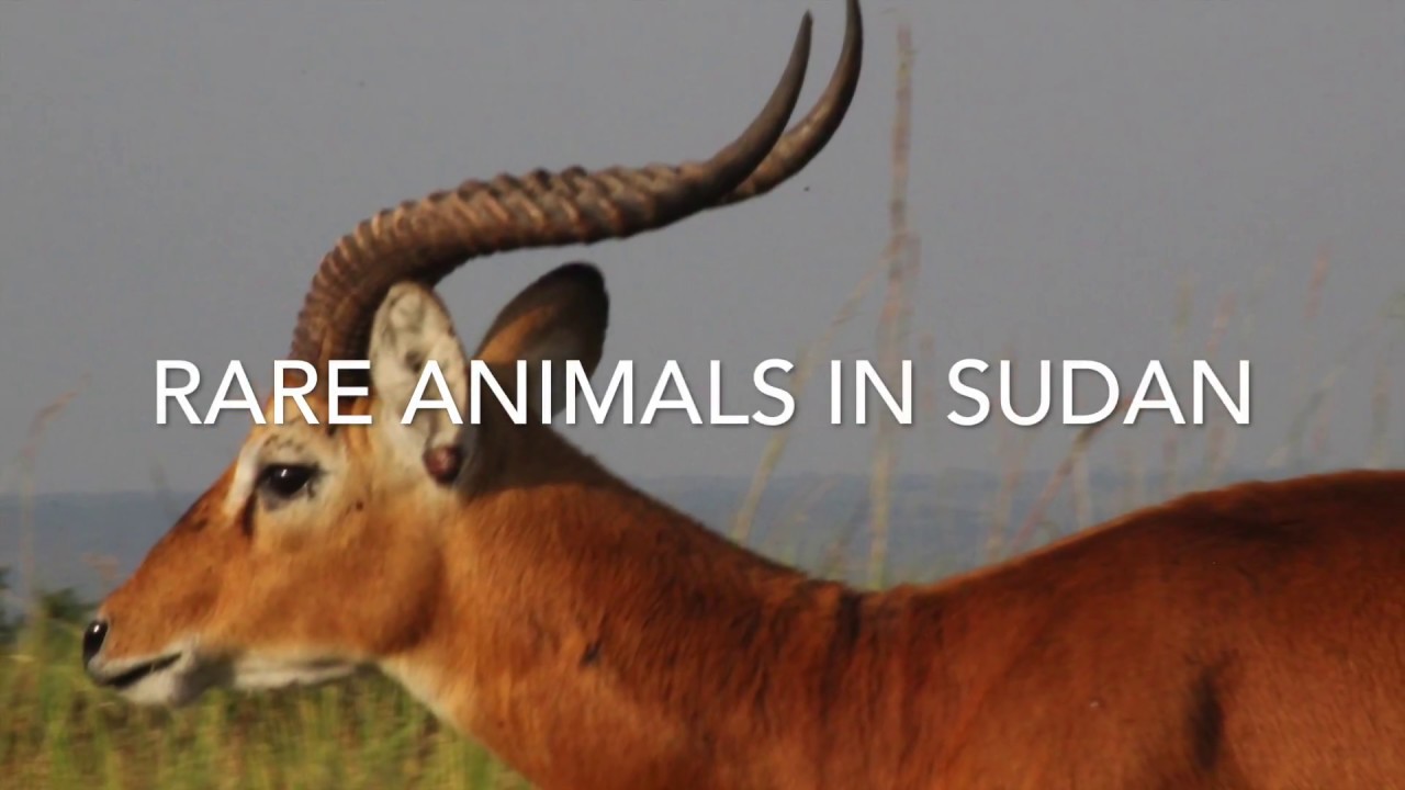 RARE ANIMALS IN SUDAN - YouTube