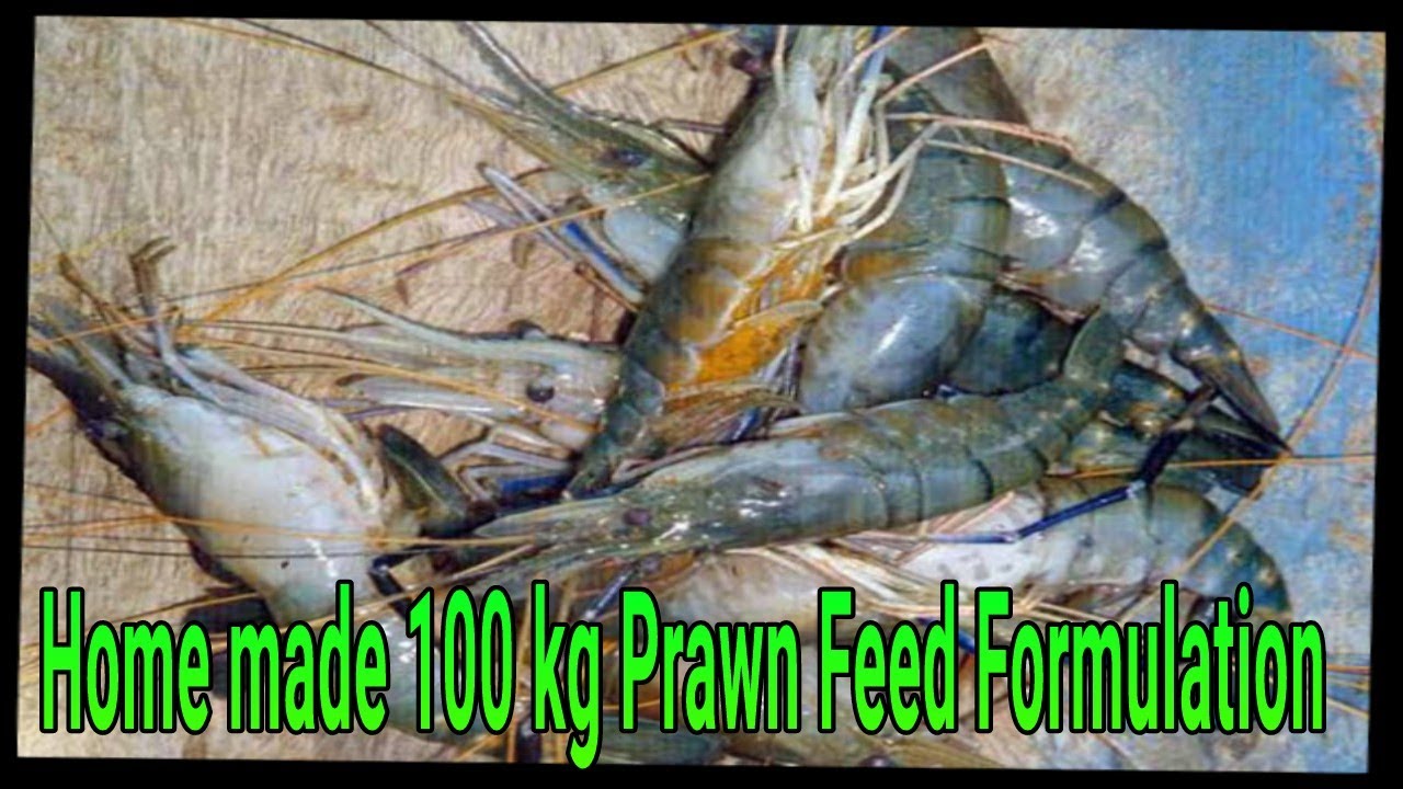 On firm Home made 3 types of Prawn low cost feed preparation ...