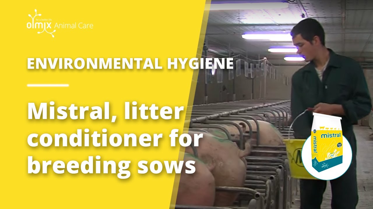 🟡🐖Mistral, litter conditioner for breeding sows - YouTube