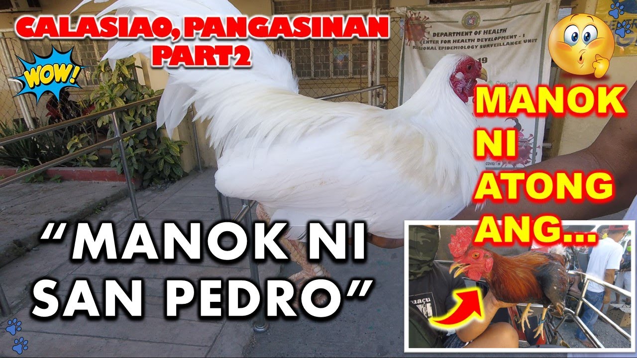 MURANG BILIHAN NG MGA HAYOP-MANOK NI SAN PEDRO-MANOK NI ATONG ANG ...