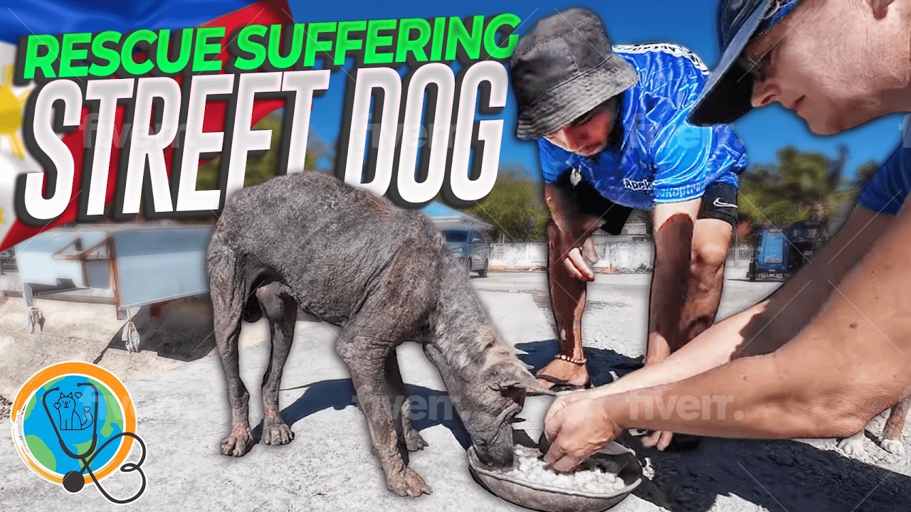 Heartfelt Rescue Story: Saving Street Dog From Suffering In Oslob ...