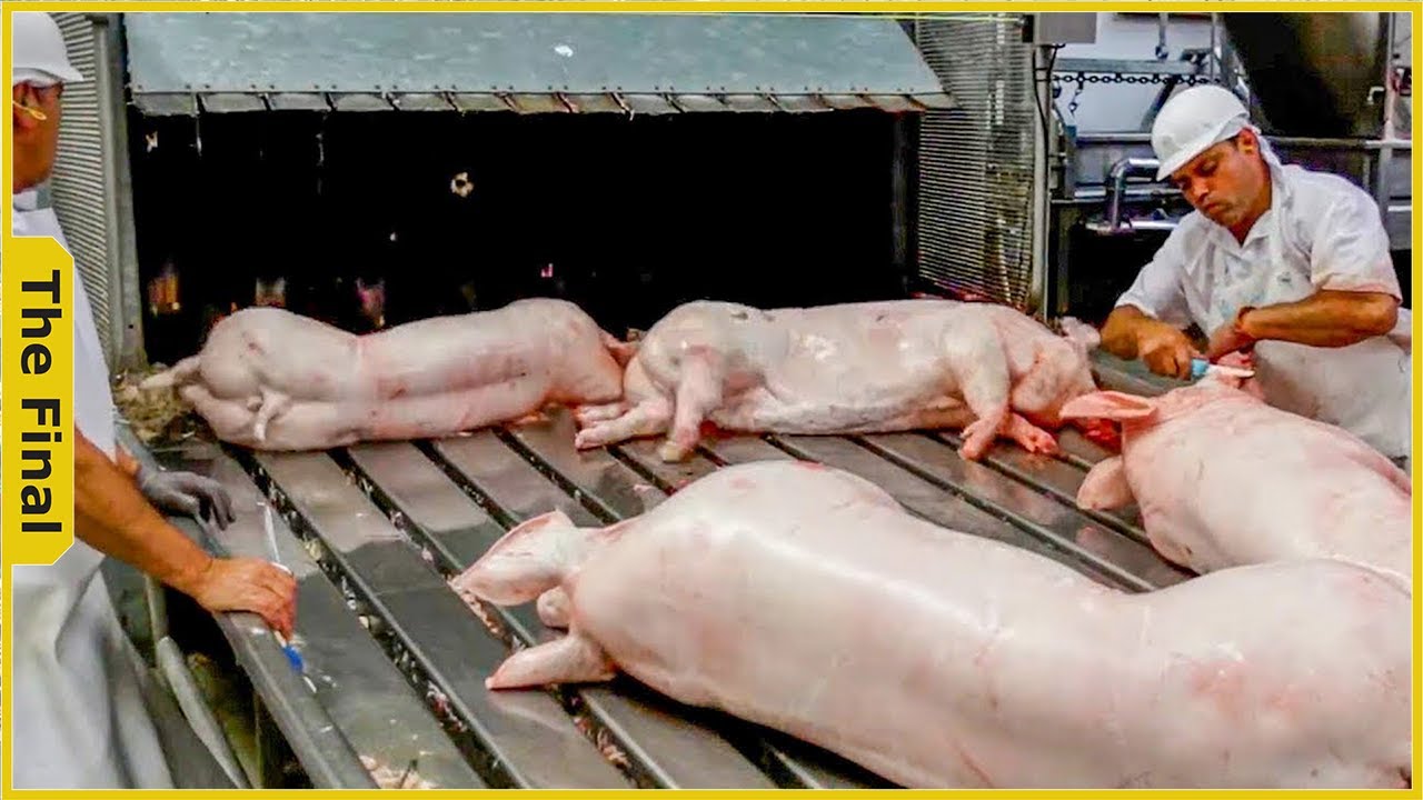 How 20 Million Pigs Are Raised And Processed For Global Pork Production ...