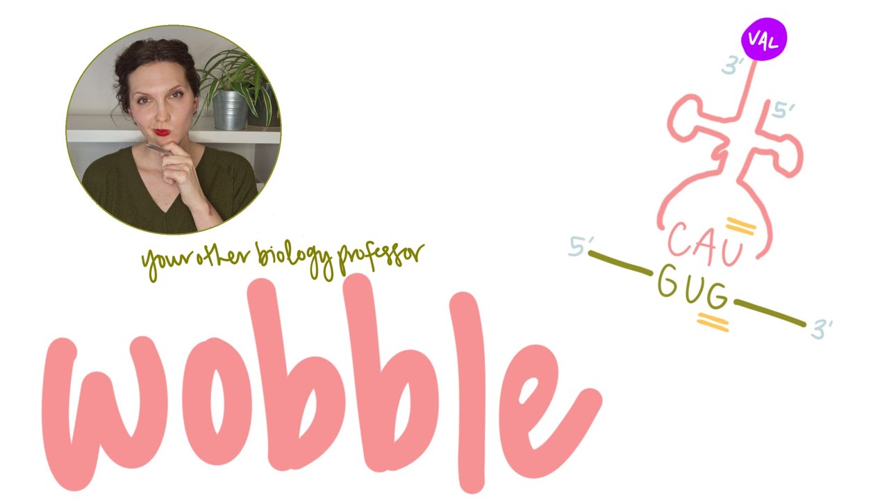 Wobble Pairing: When Codons and Anticodons Break the Rules! - YouTube