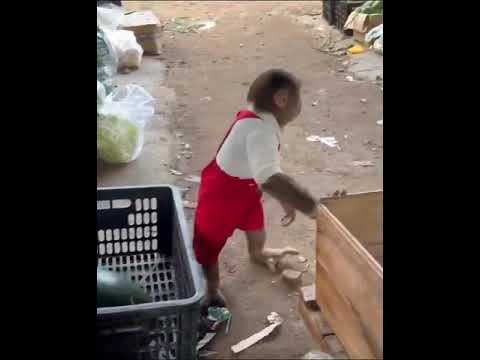 How to work,see the monkey work - YouTube