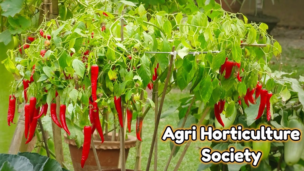 Different Types Of Vegetable Plants to Grow in Pots || Horticultural ...