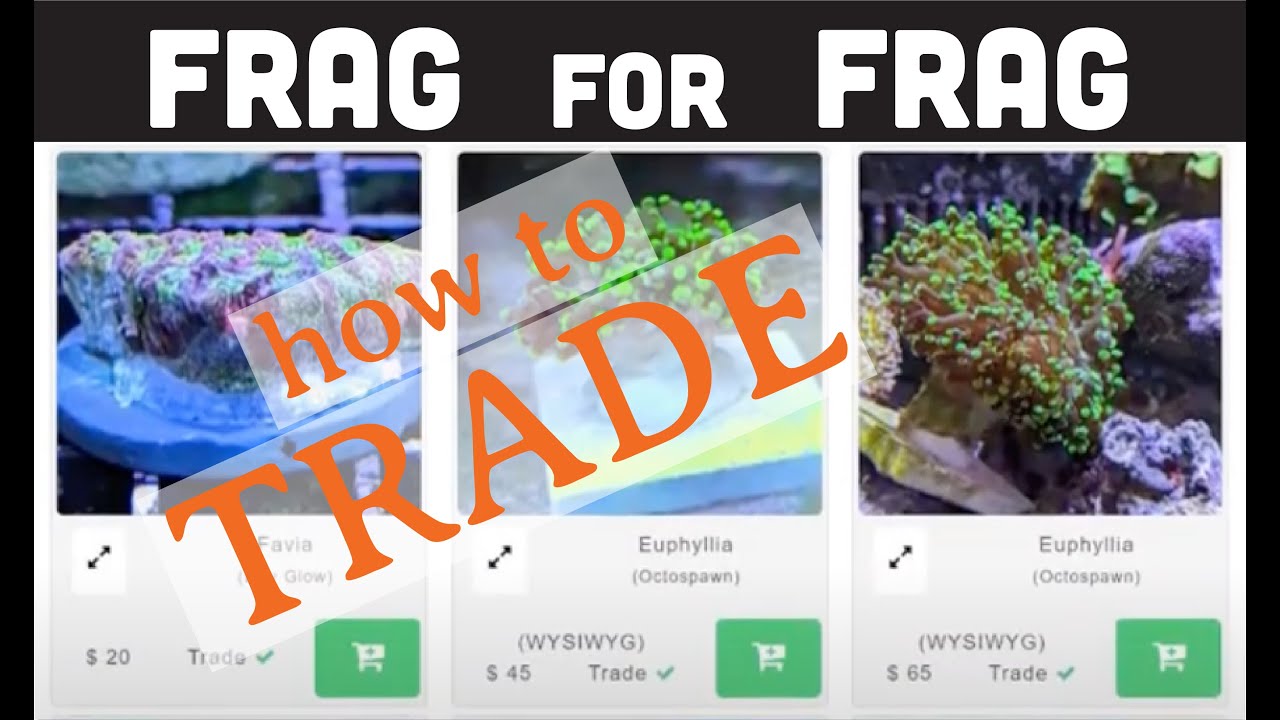 Coral Trading Tutorial Using Immortal Reef - YouTube