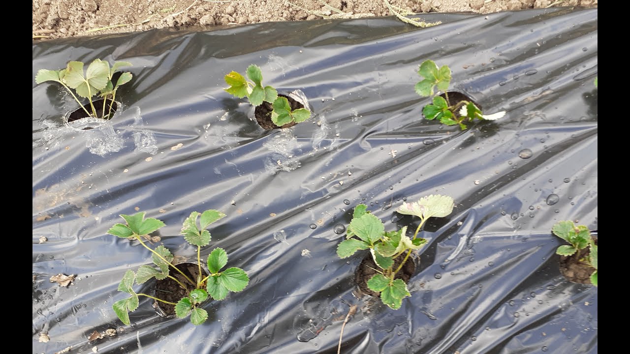 JESENJE RASAĐIVANJE JAGODA - YouTube